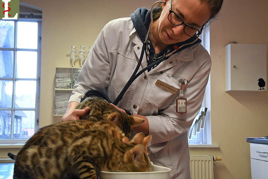 Unsere Leistungen für Ihr Tier