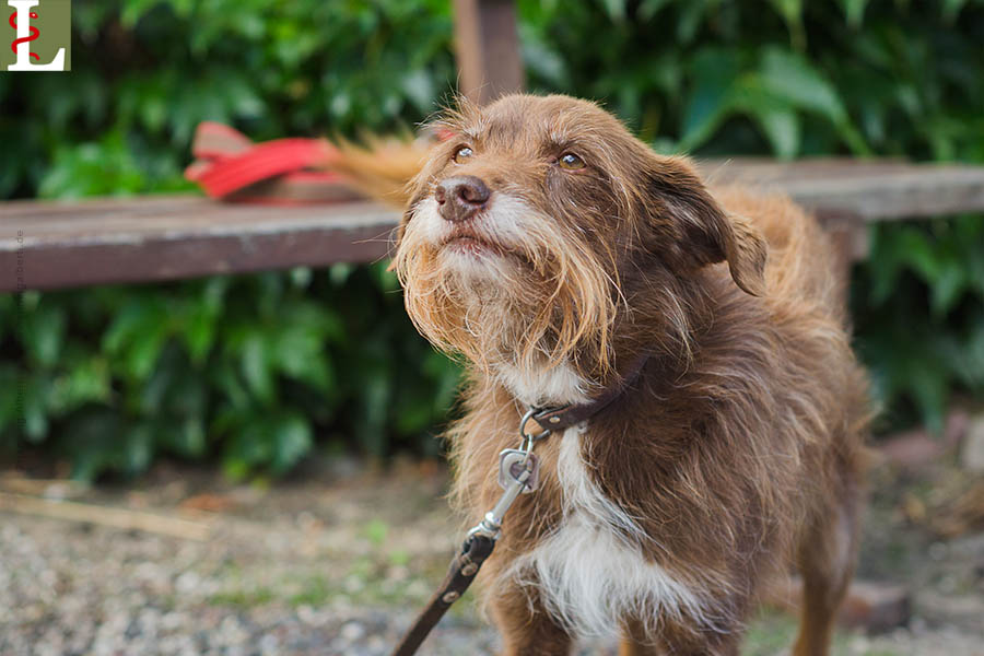 Mara Lund - bildergalerie